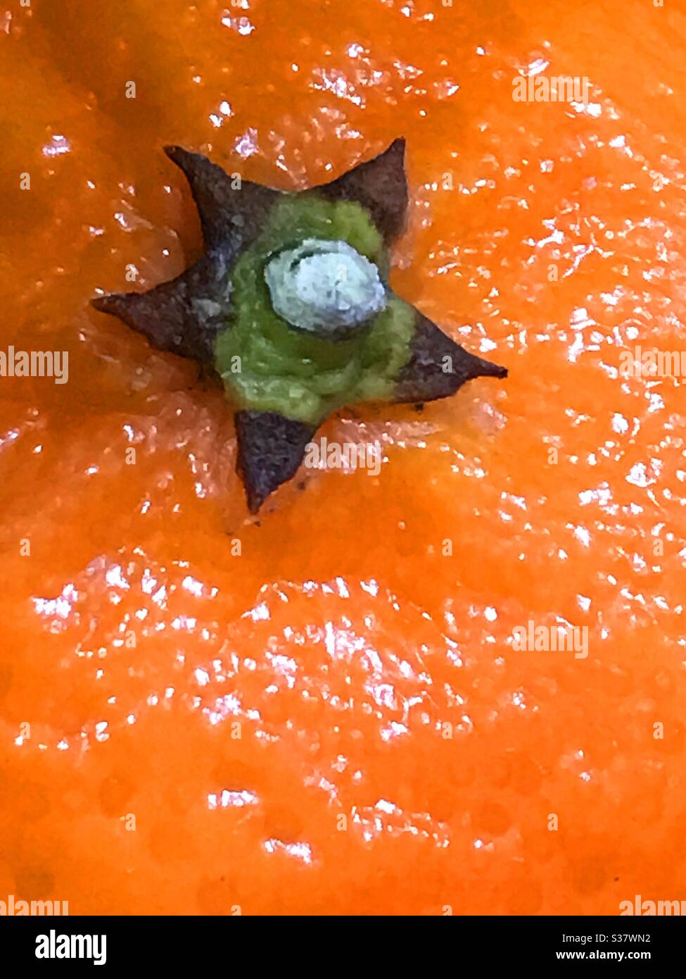 Mandarin close up hi-res stock photography and images - Alamy