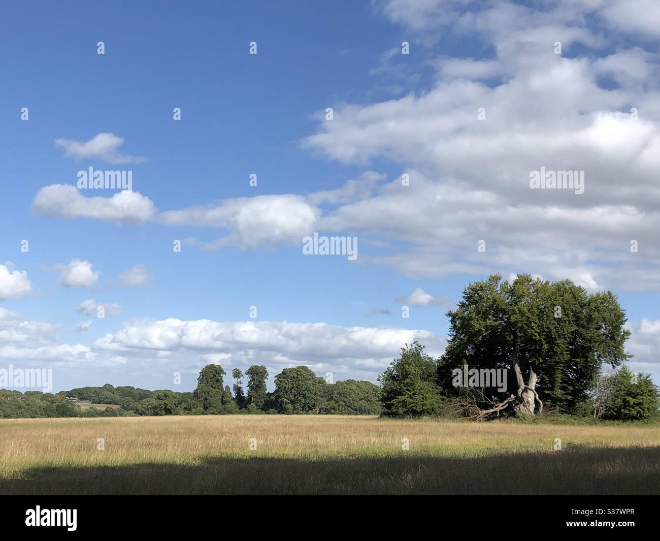 English Countryside in the Summer. Little Gaddesden. Trees in open ...