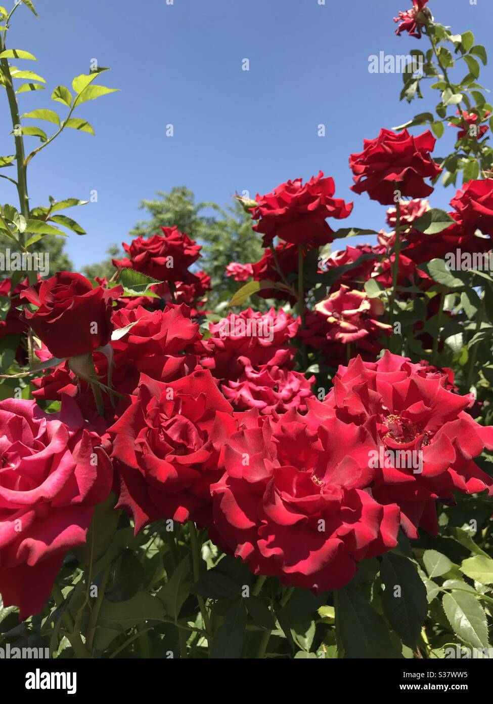 Blue sky and roses hi-res stock photography and images - Alamy