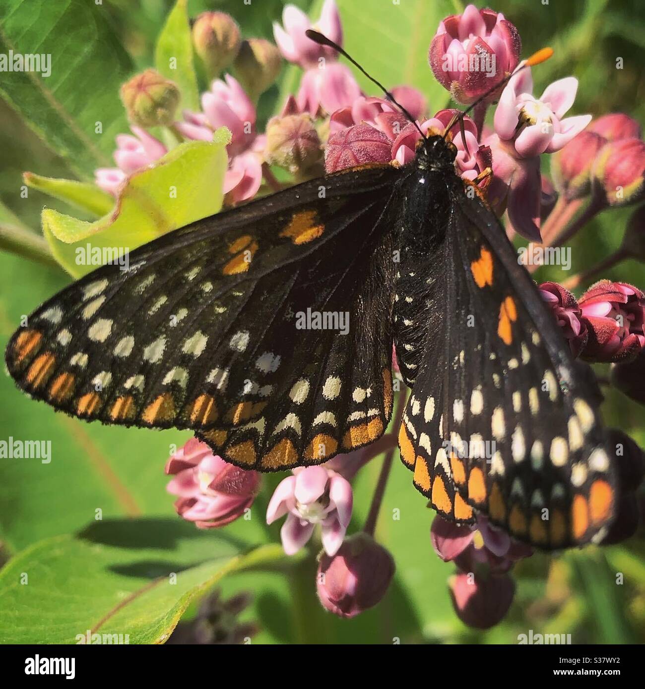 Baltimore checkerspot butterfly hi-res stock photography and images - Alamy