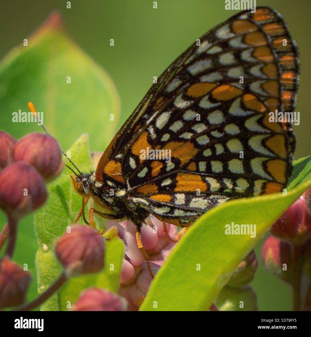 Baltimore checkerspot butterfly hi-res stock photography and images - Alamy