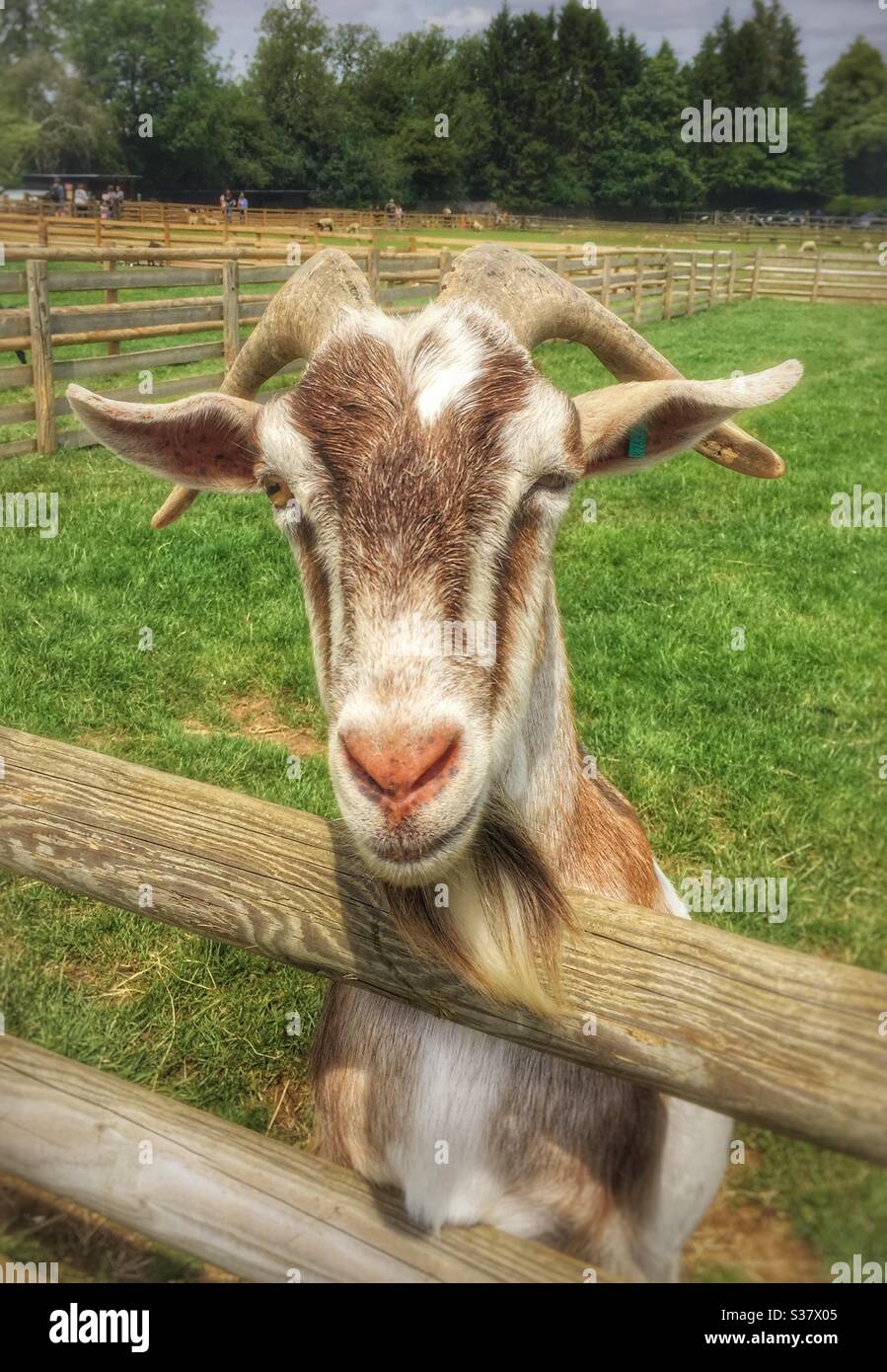 Brown goat beard hi-res stock photography and images - Alamy