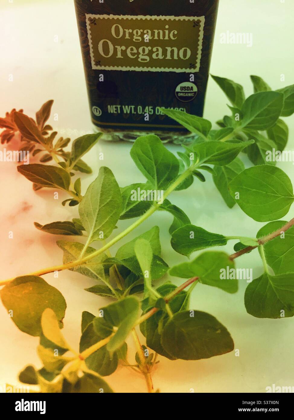 Still life of freshly picked oregano leaves in front of a sign, USA ...