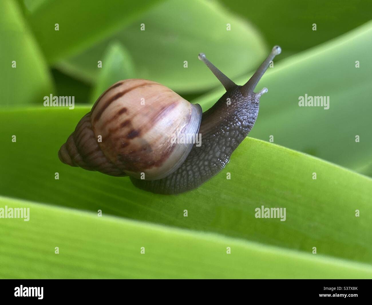 Snail on a leaf hi-res stock photography and images - Alamy