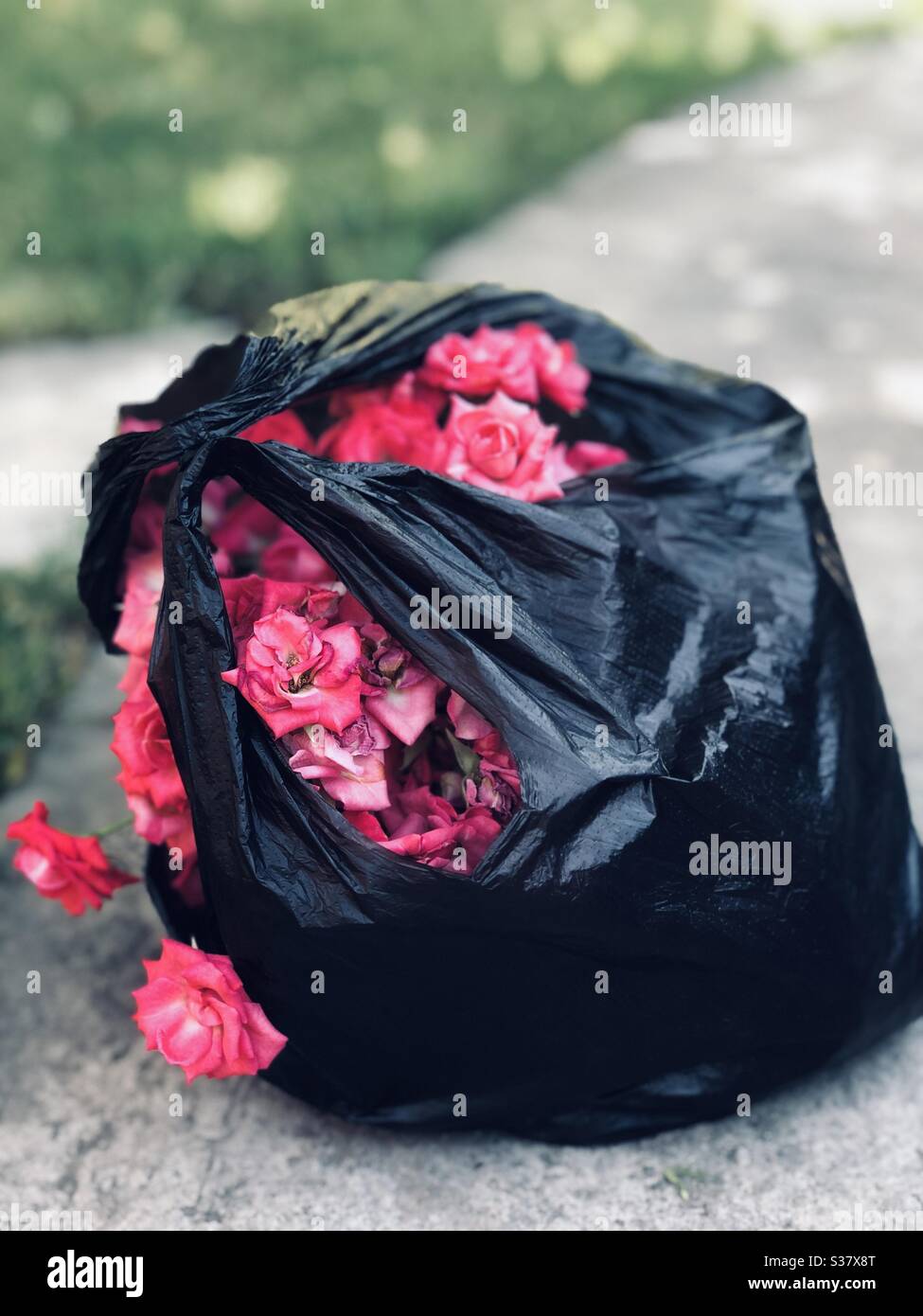 Plastic roses hi-res stock photography and images - Alamy