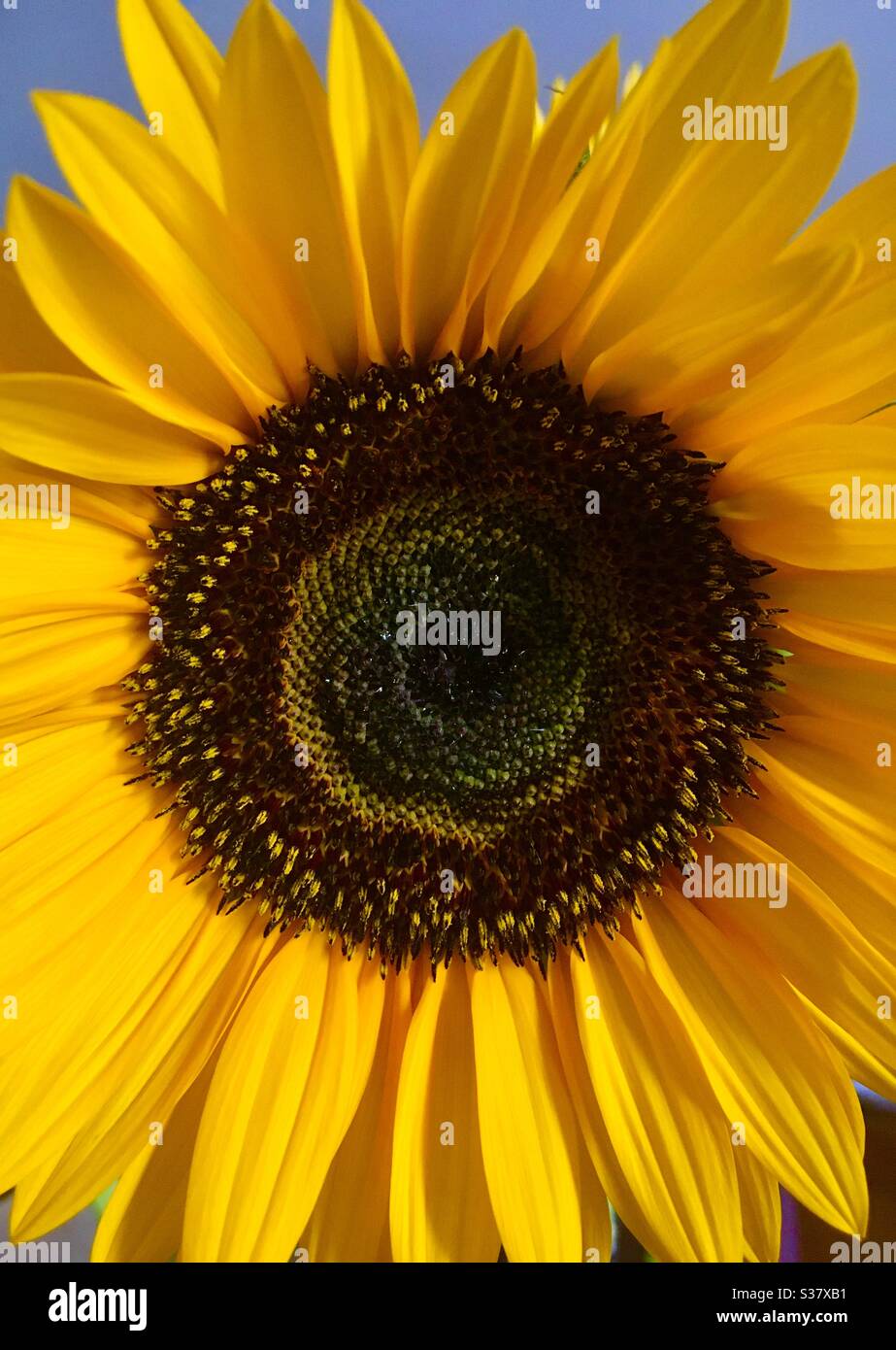 Profile of sunflower hi-res stock photography and images - Alamy