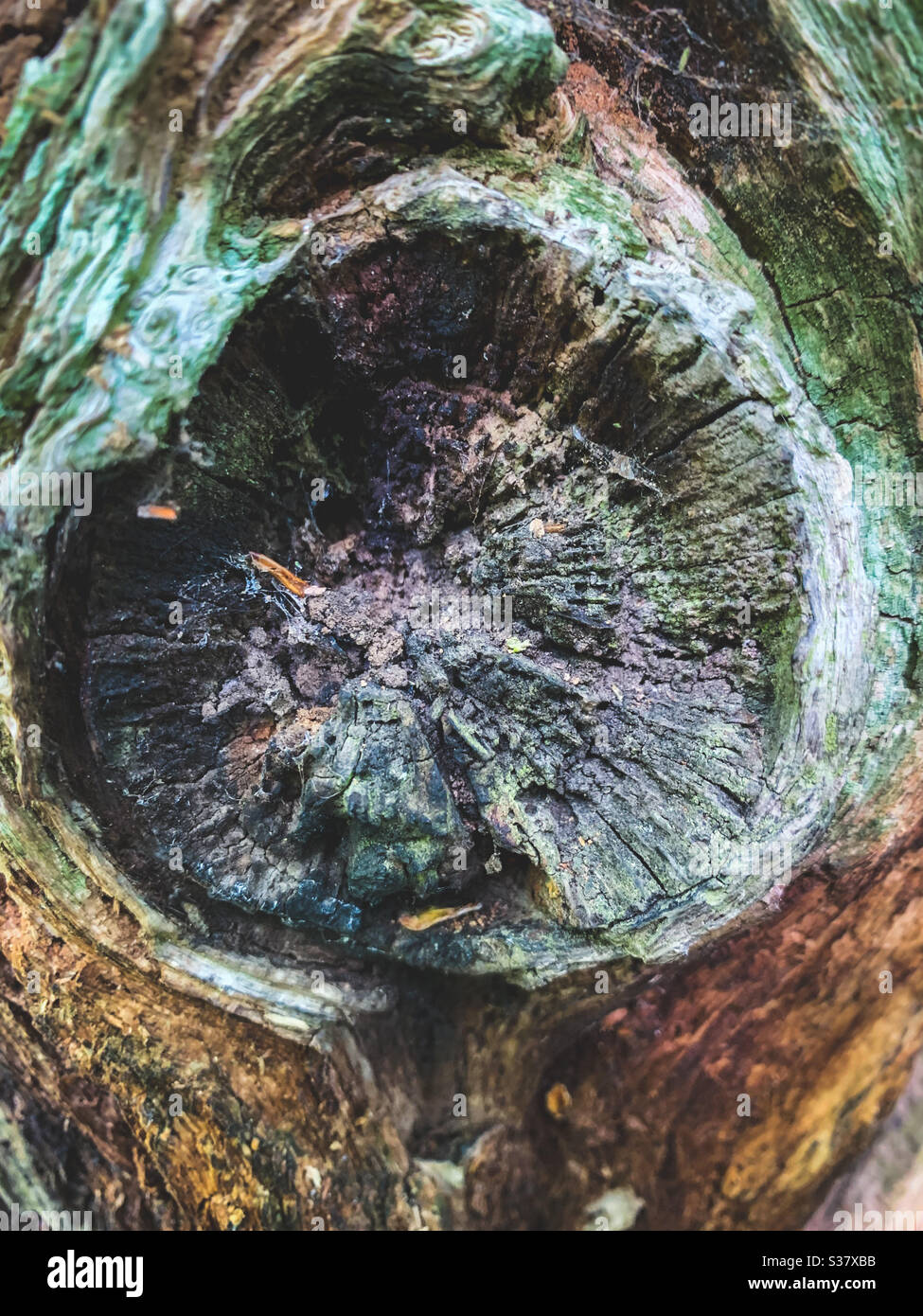 Tree bark knot hi-res stock photography and images - Alamy