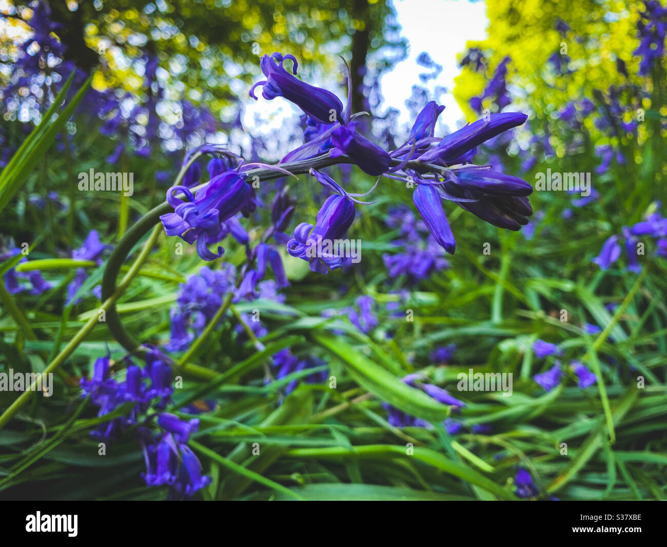Woodland texture hi-res stock photography and images - Alamy