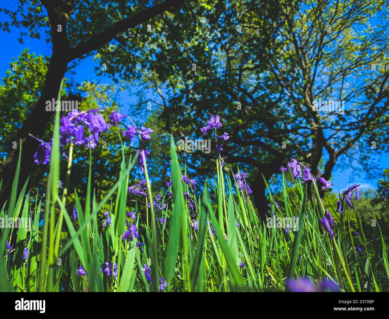 Woodland texture hi-res stock photography and images - Alamy