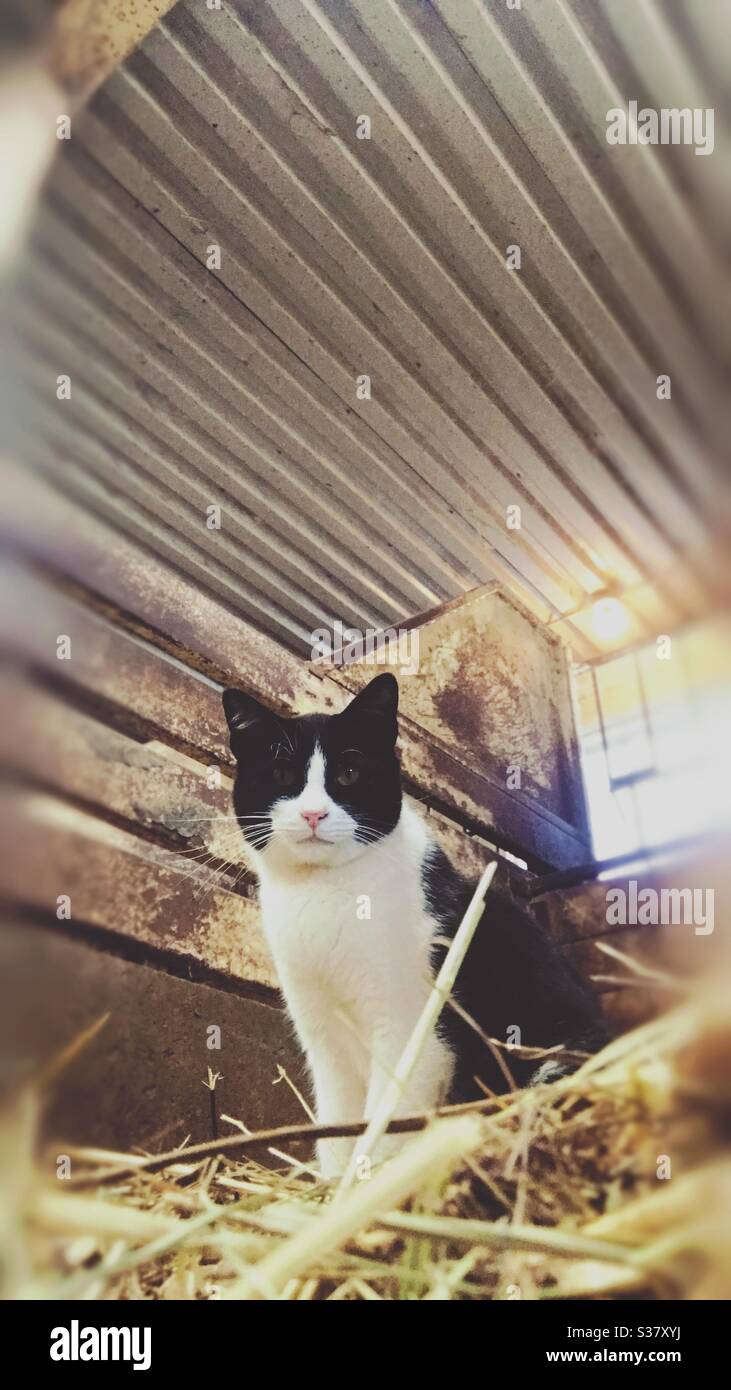 Cat stable hi-res stock photography and images - Alamy