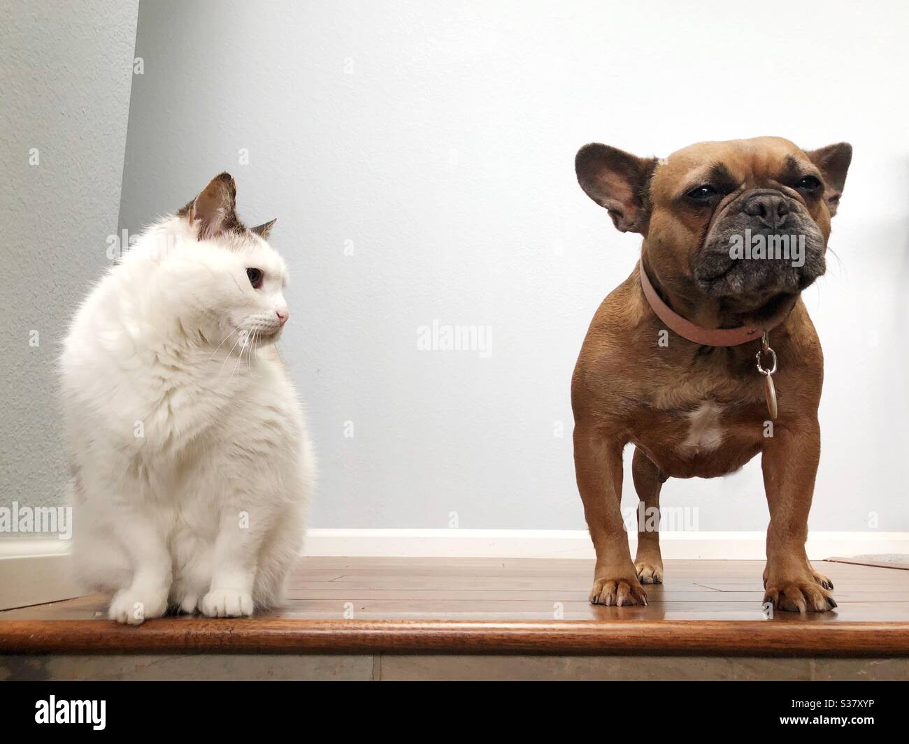 Cat Ignoring Dog