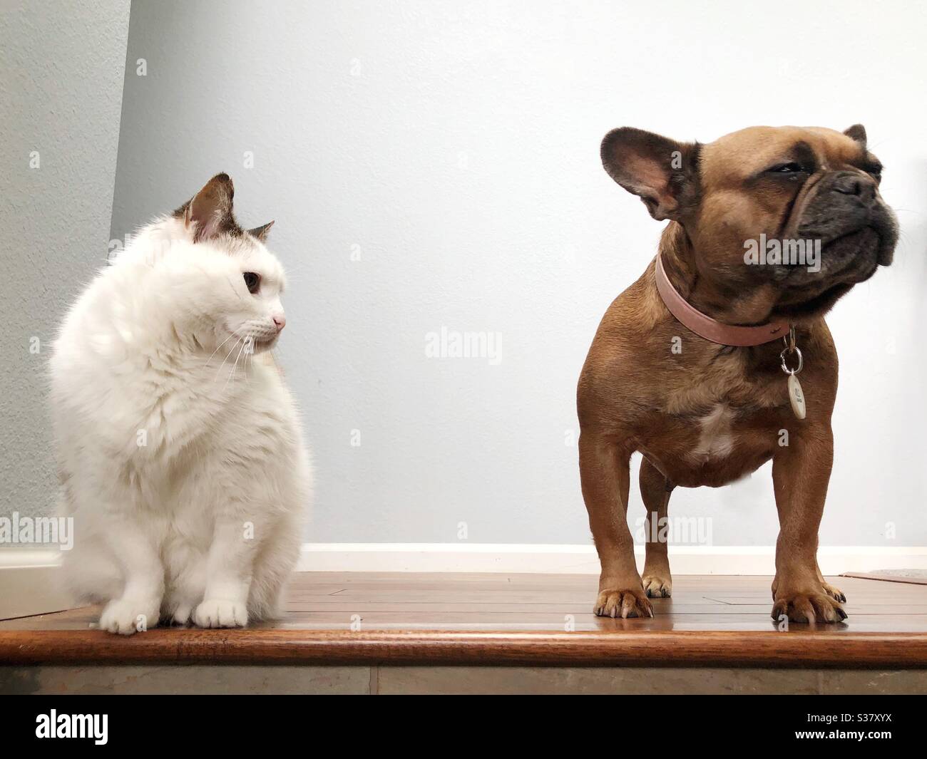 Cat ignoring hi-res stock photography and images - Alamy