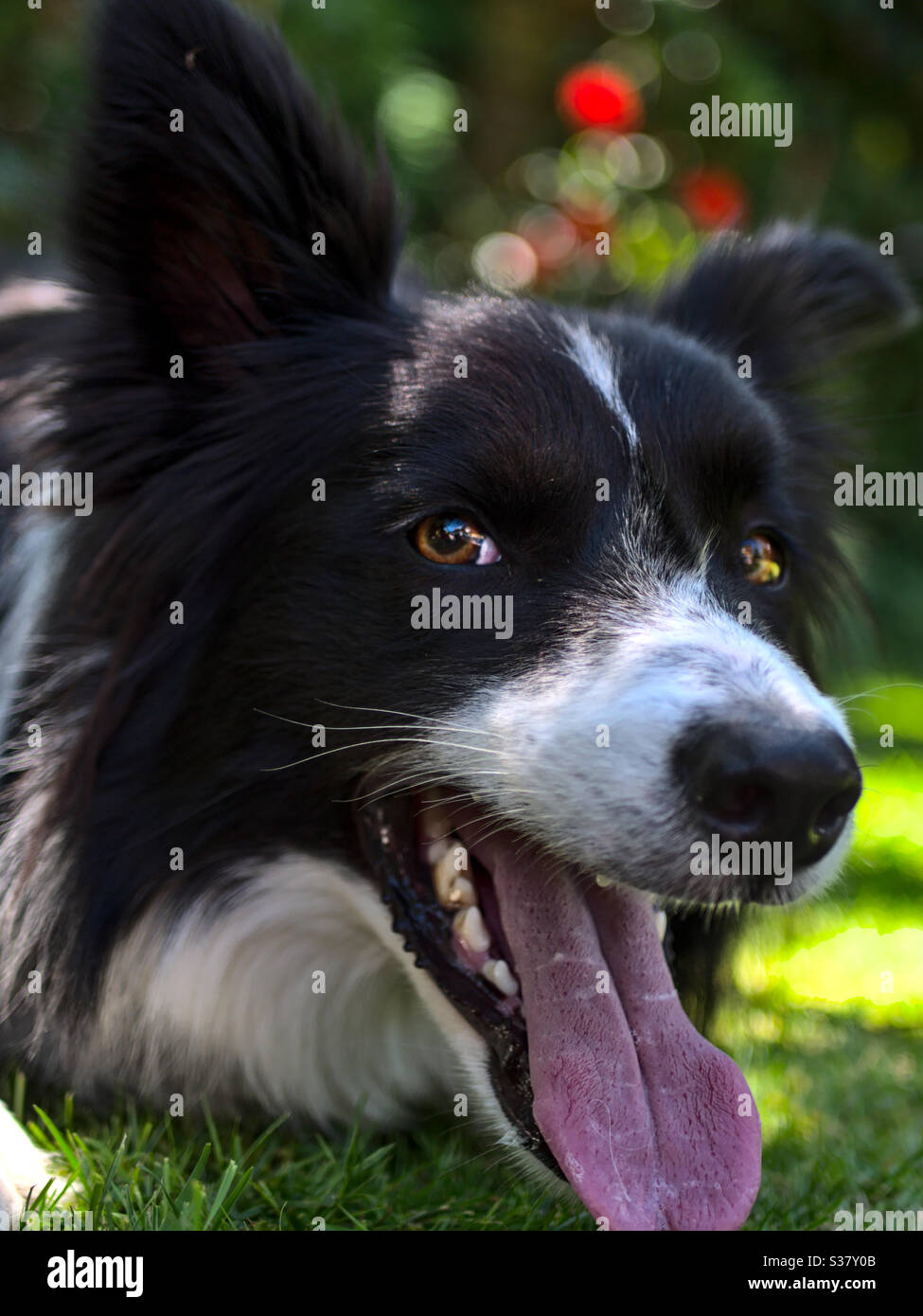 Knowing look hi-res stock photography and images - Alamy