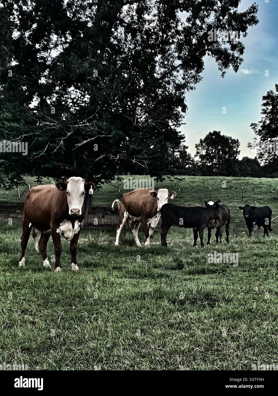 Farm pic hi-res stock photography and images - Alamy