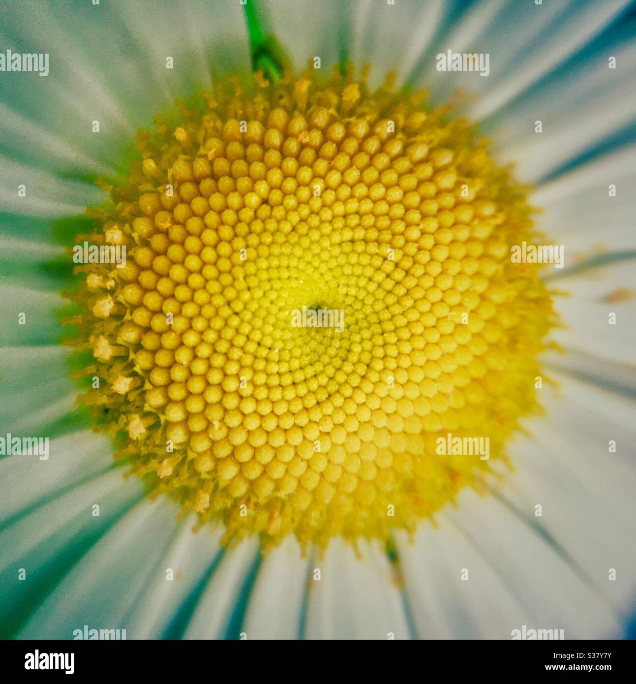 Fibonacci daisy hi-res stock photography and images - Alamy