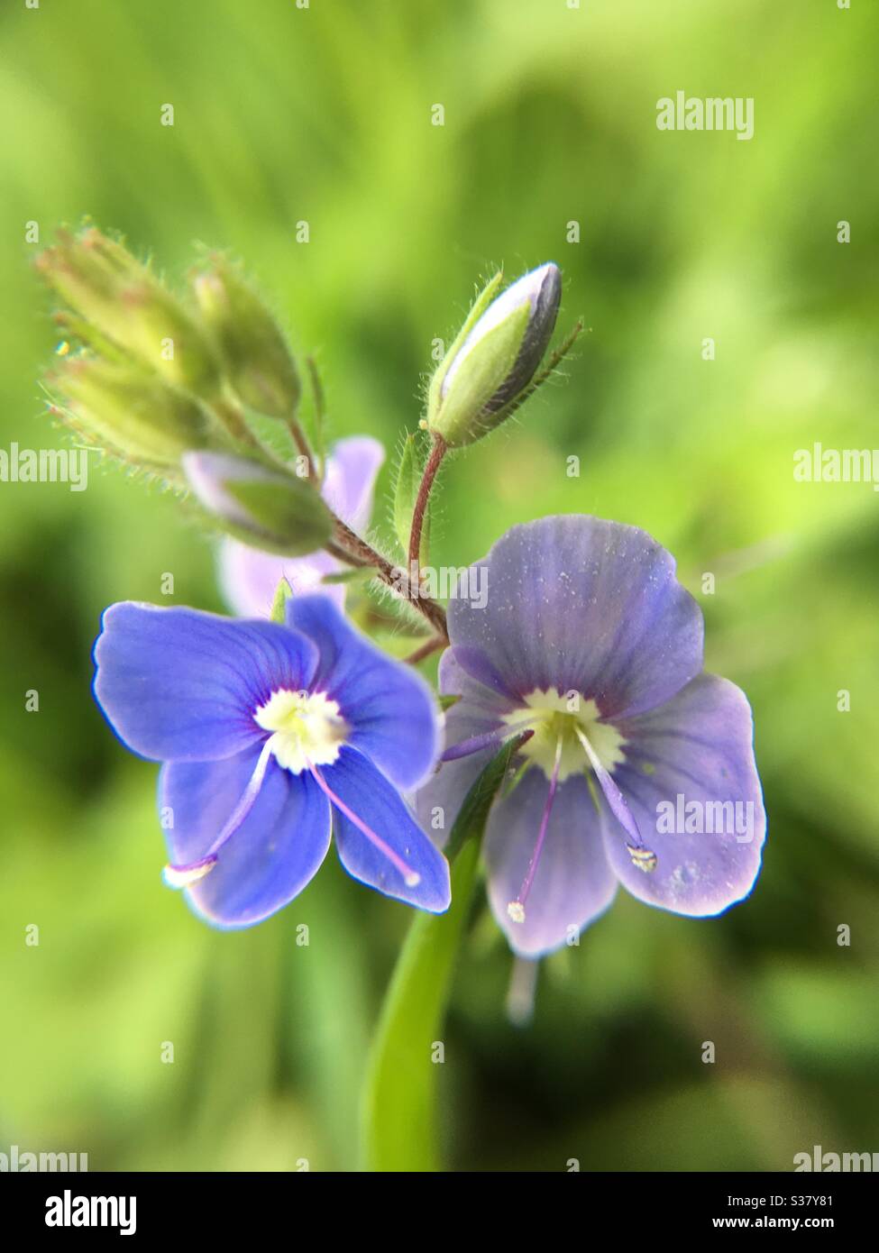 Spring speedwell hi-res stock photography and images - Alamy