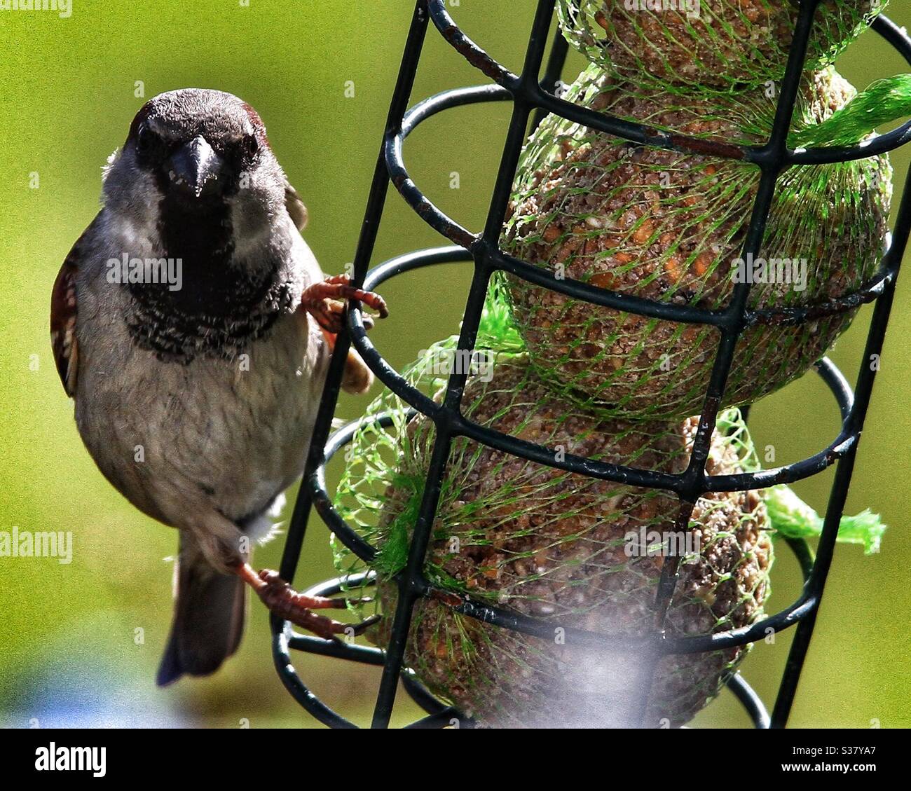 Sparrow on fat balls Stock Photo - Alamy