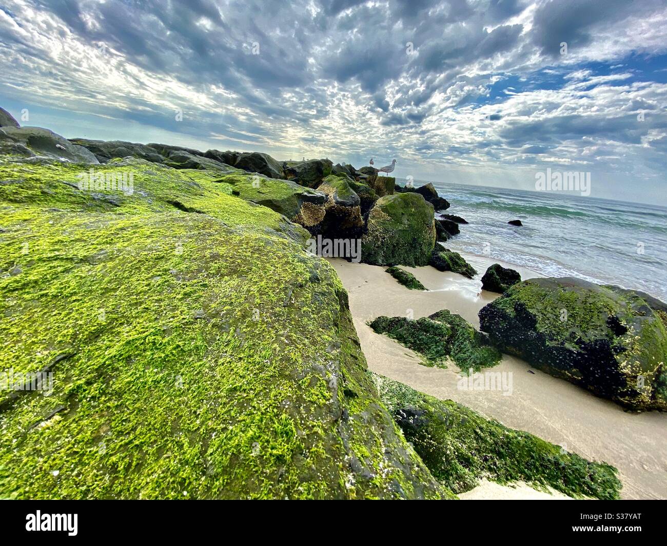 Algae Covered Rocks High Resolution Stock Photography and Images - Alamy
