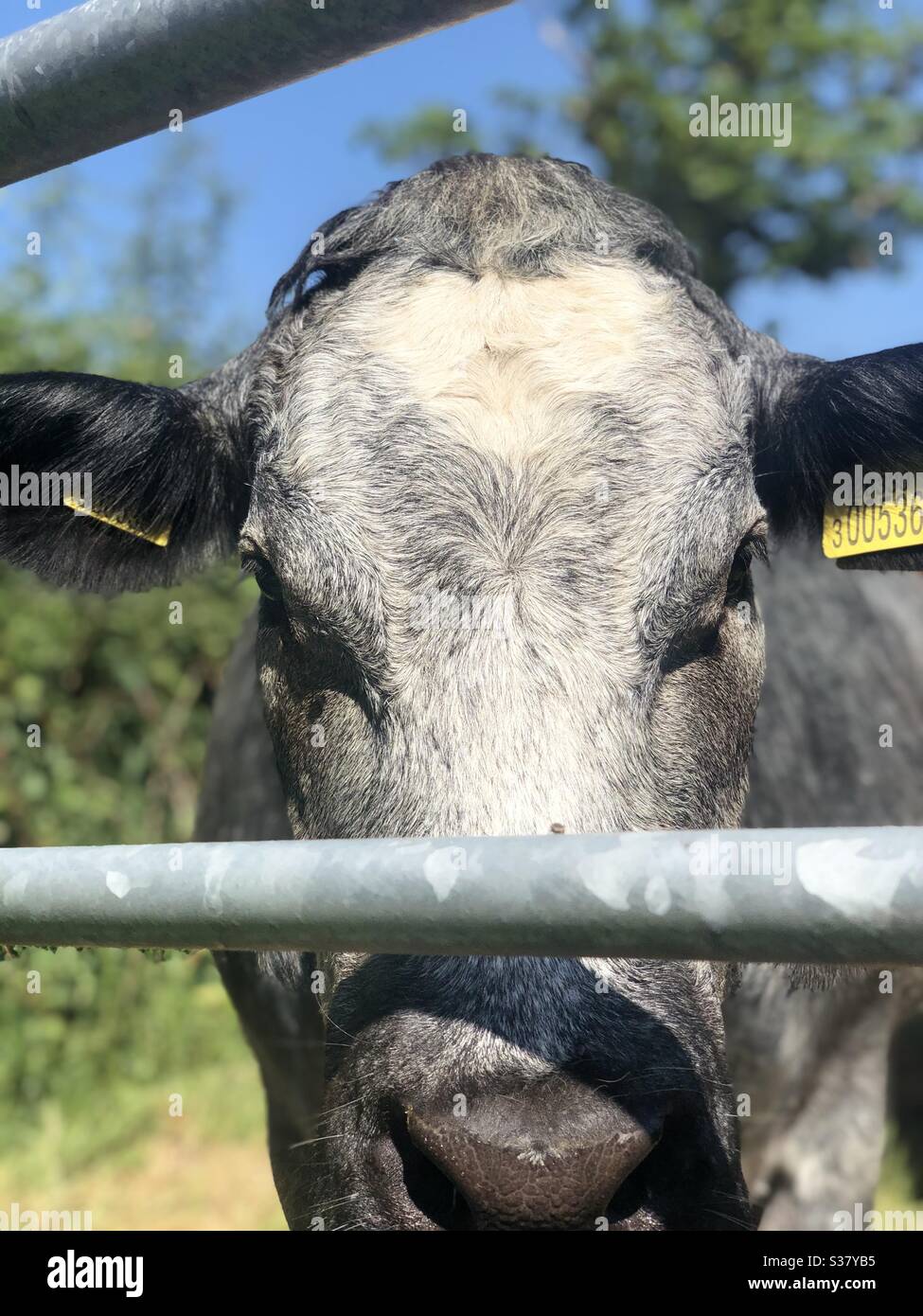 Farm animal gate hi-res stock photography and images - Alamy