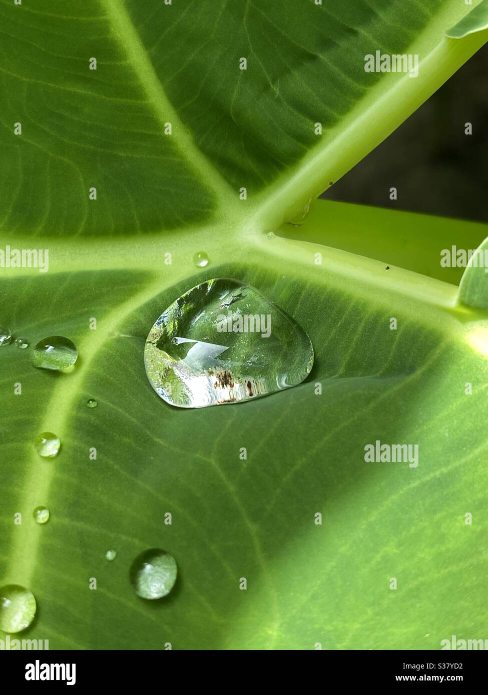 Plant raindrop hi-res stock photography and images - Alamy