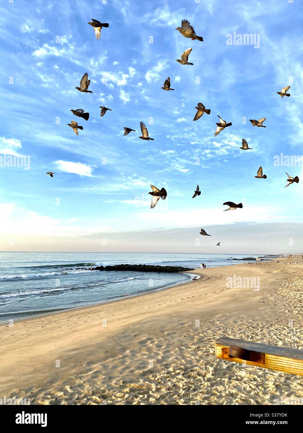 Birds flying at beach hi-res stock photography and images - Alamy