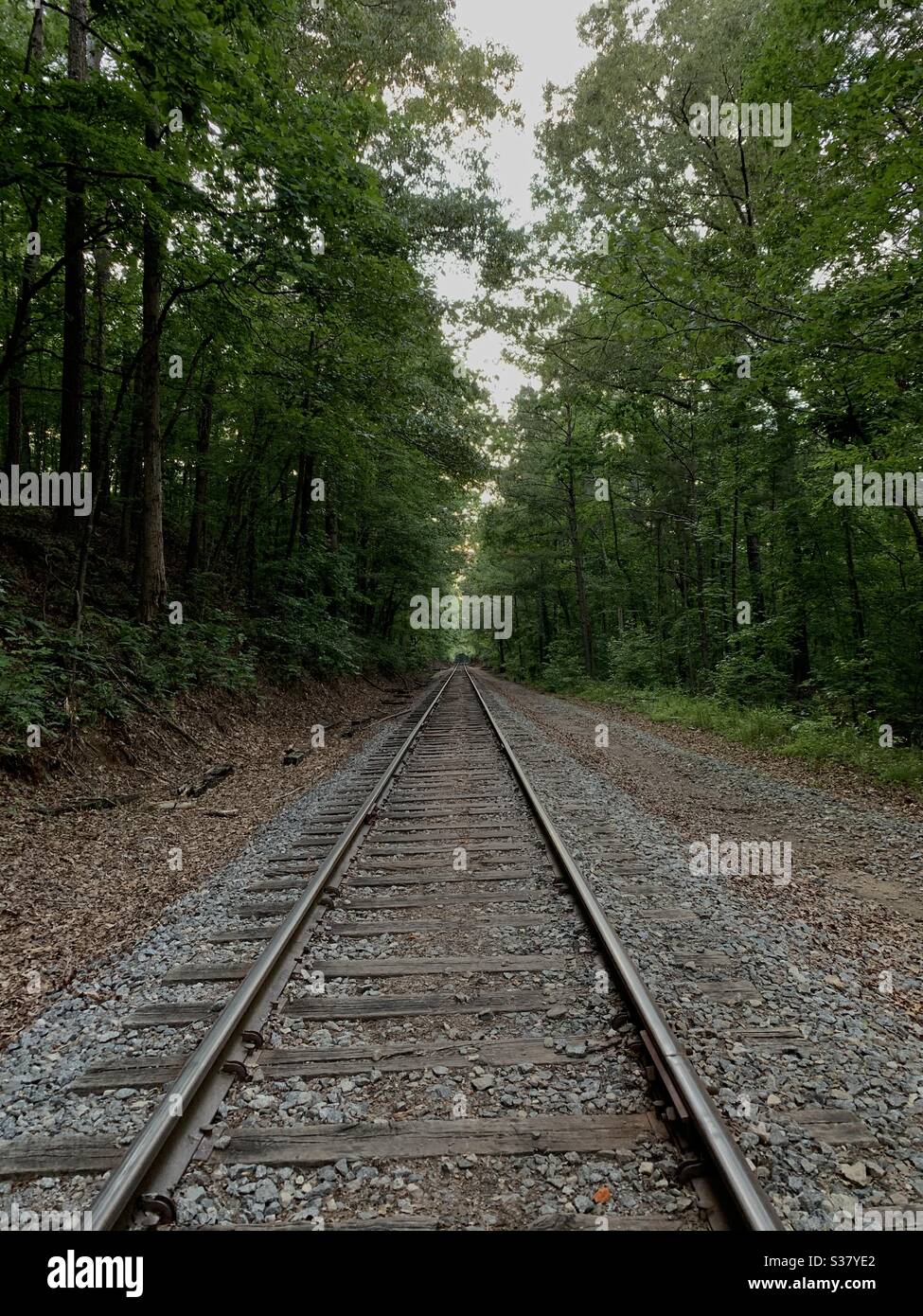 Railroad tracks with trees hi-res stock photography and images - Alamy