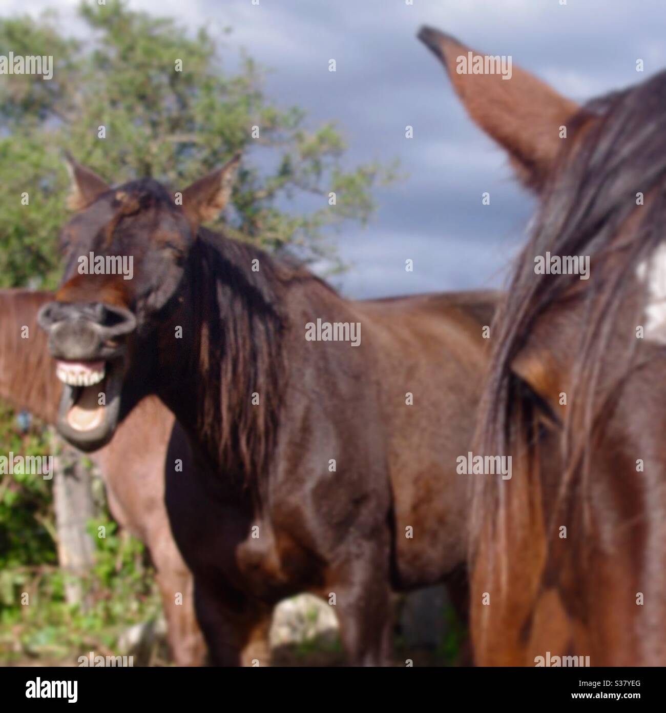 Horse yawn hi-res stock photography and images - Alamy