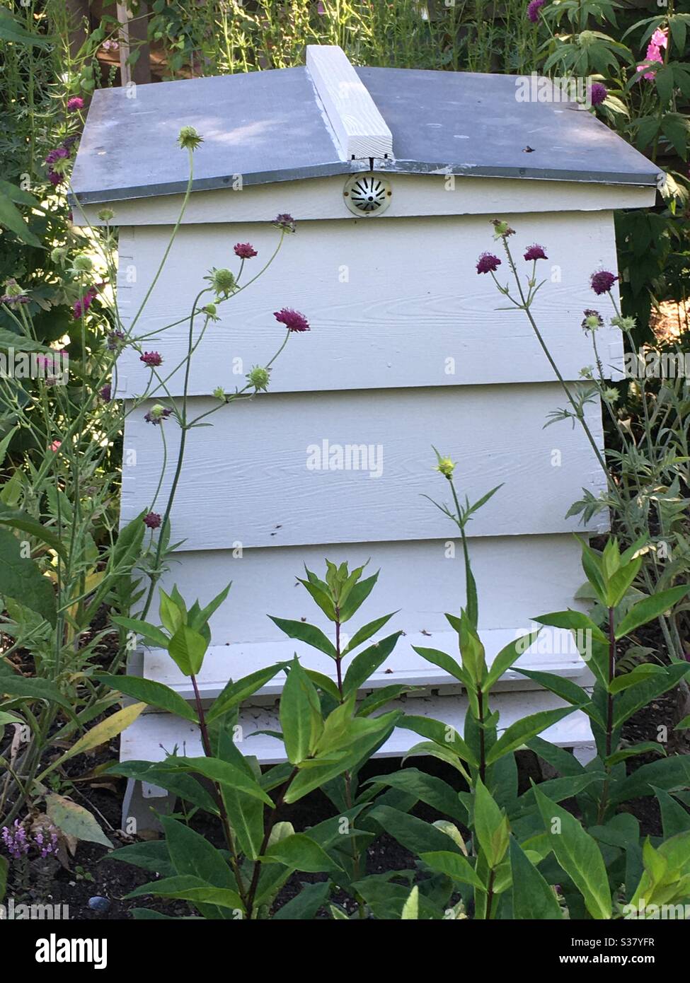 Wooden beehive hi-res stock photography and images - Alamy