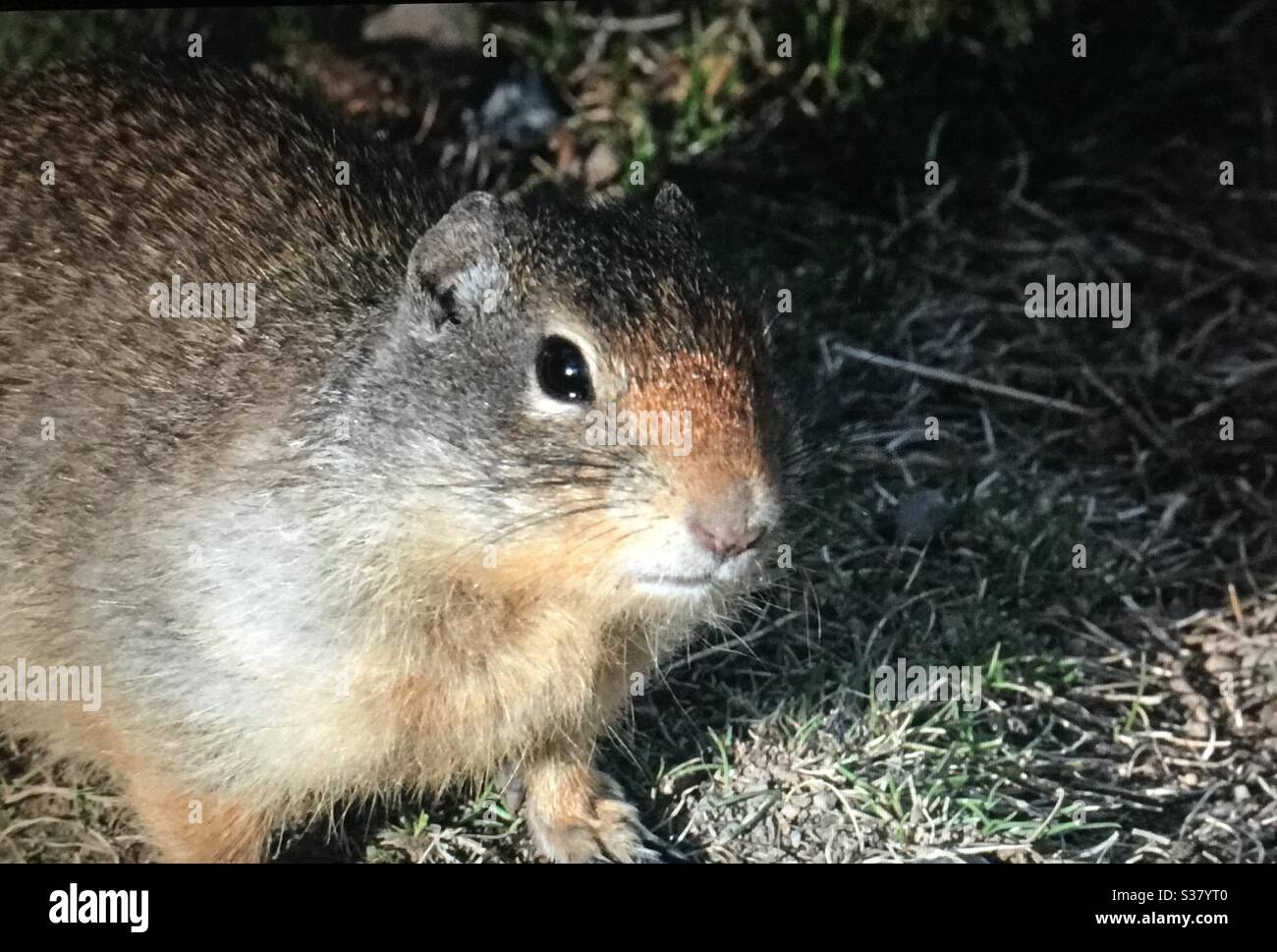 Gopher rodent hi-res stock photography and images - Alamy