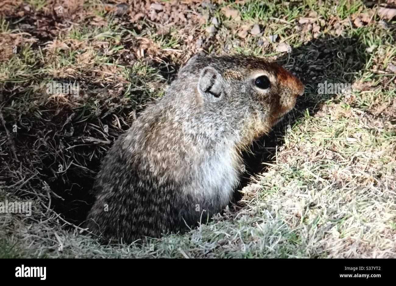 Columbian ground squirrel ,— Spermophilus columbianus, gopher, rodent ...