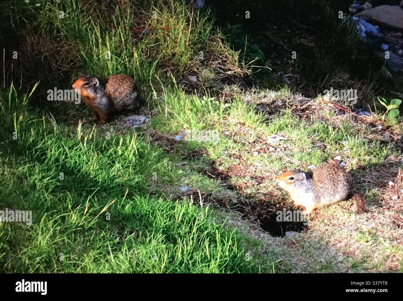 Mature squirrel hi-res stock photography and images - Alamy