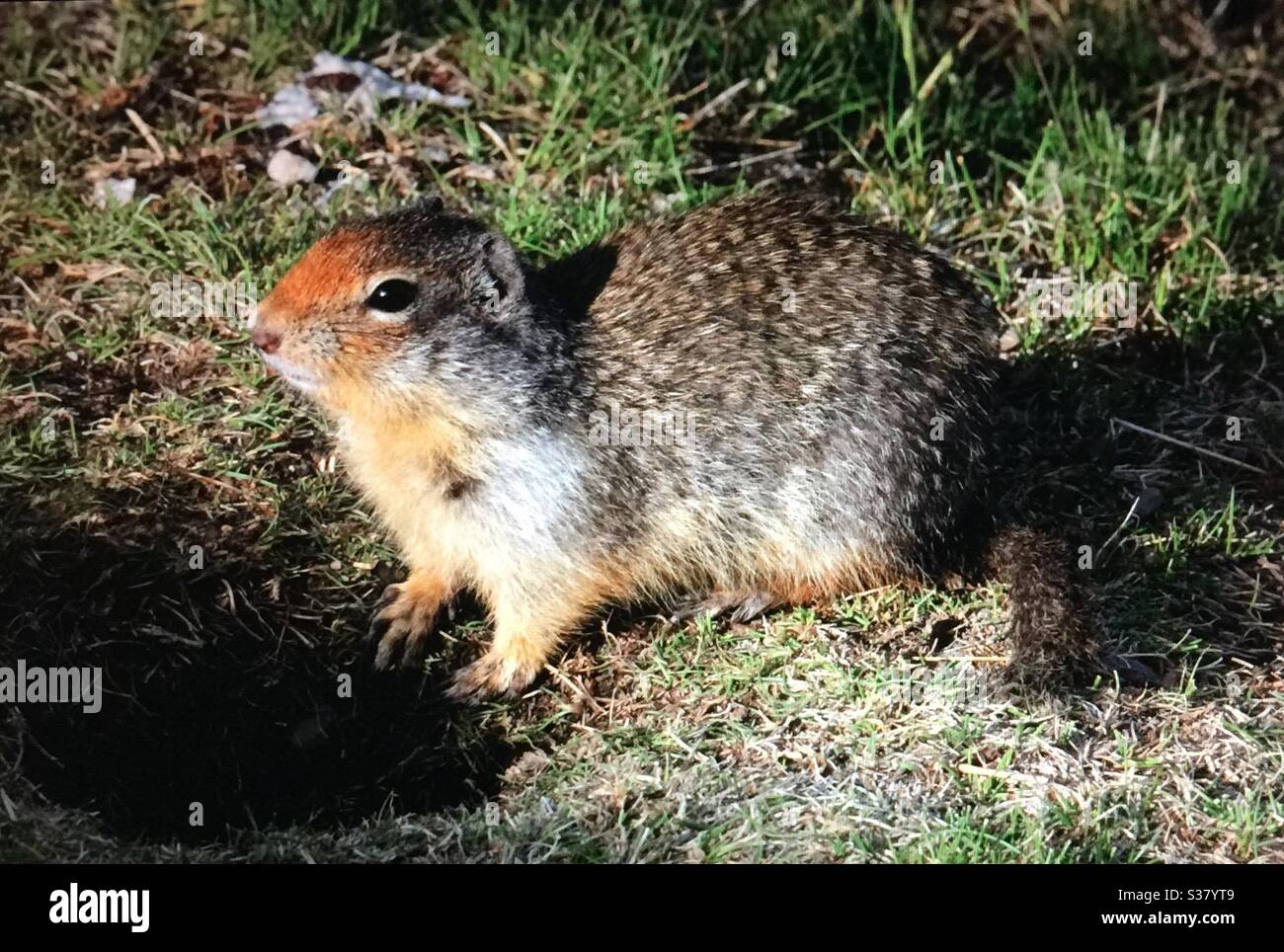 Mature squirrel hi-res stock photography and images - Alamy