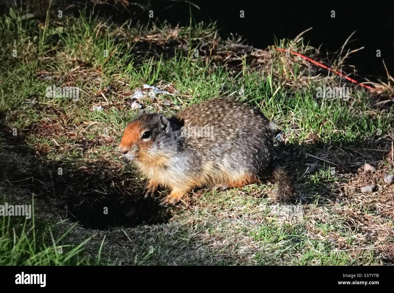 Mature squirrel hi-res stock photography and images - Alamy