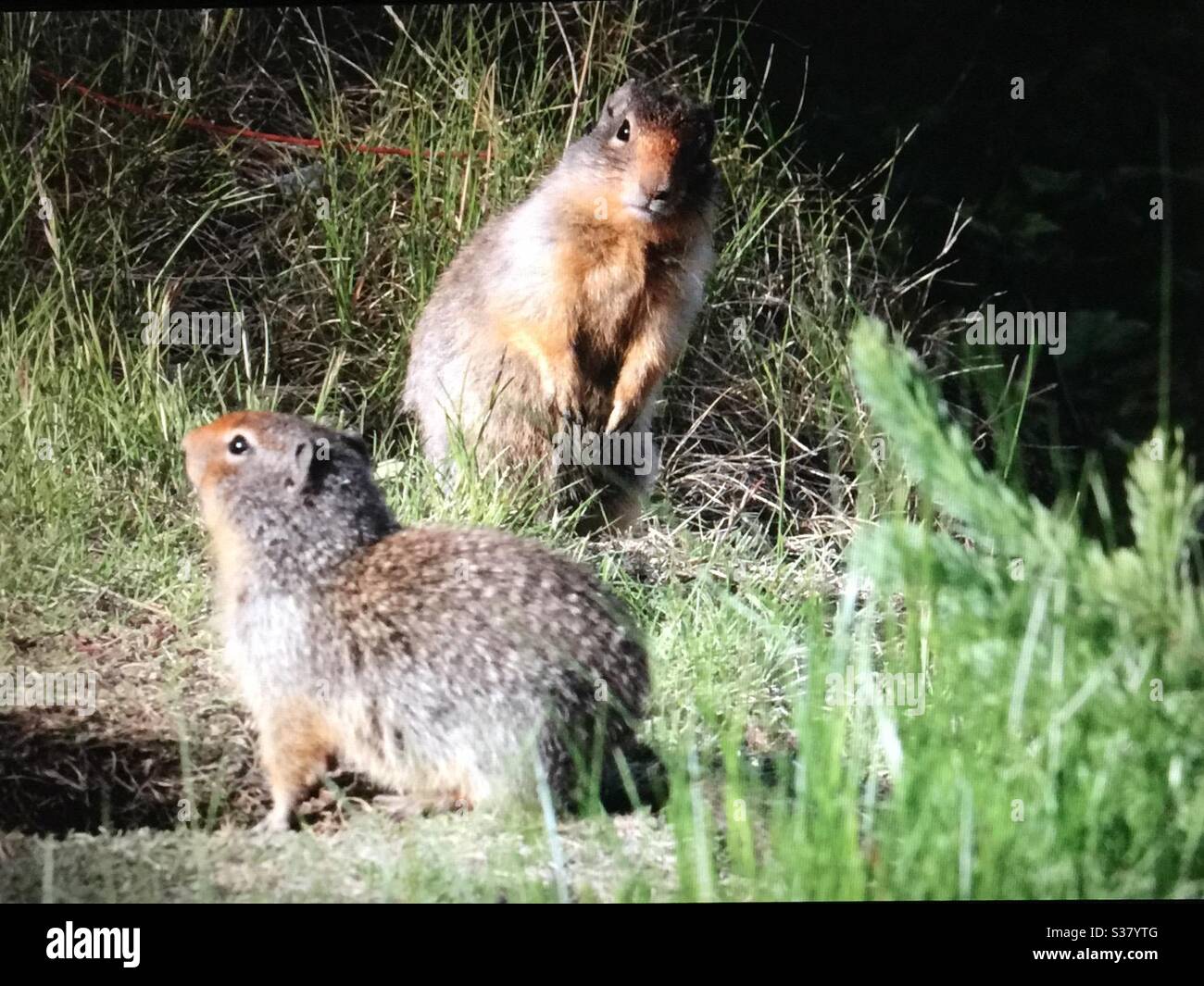 Mature squirrel hi-res stock photography and images - Alamy