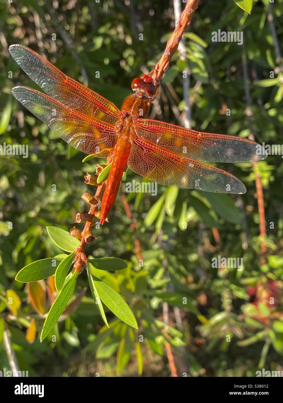 Summer insects hi-res stock photography and images - Alamy