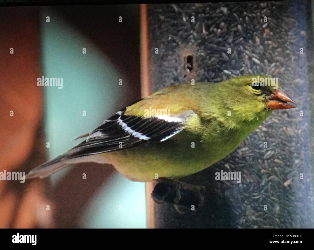 Female american goldfinch hi-res stock photography and images - Alamy