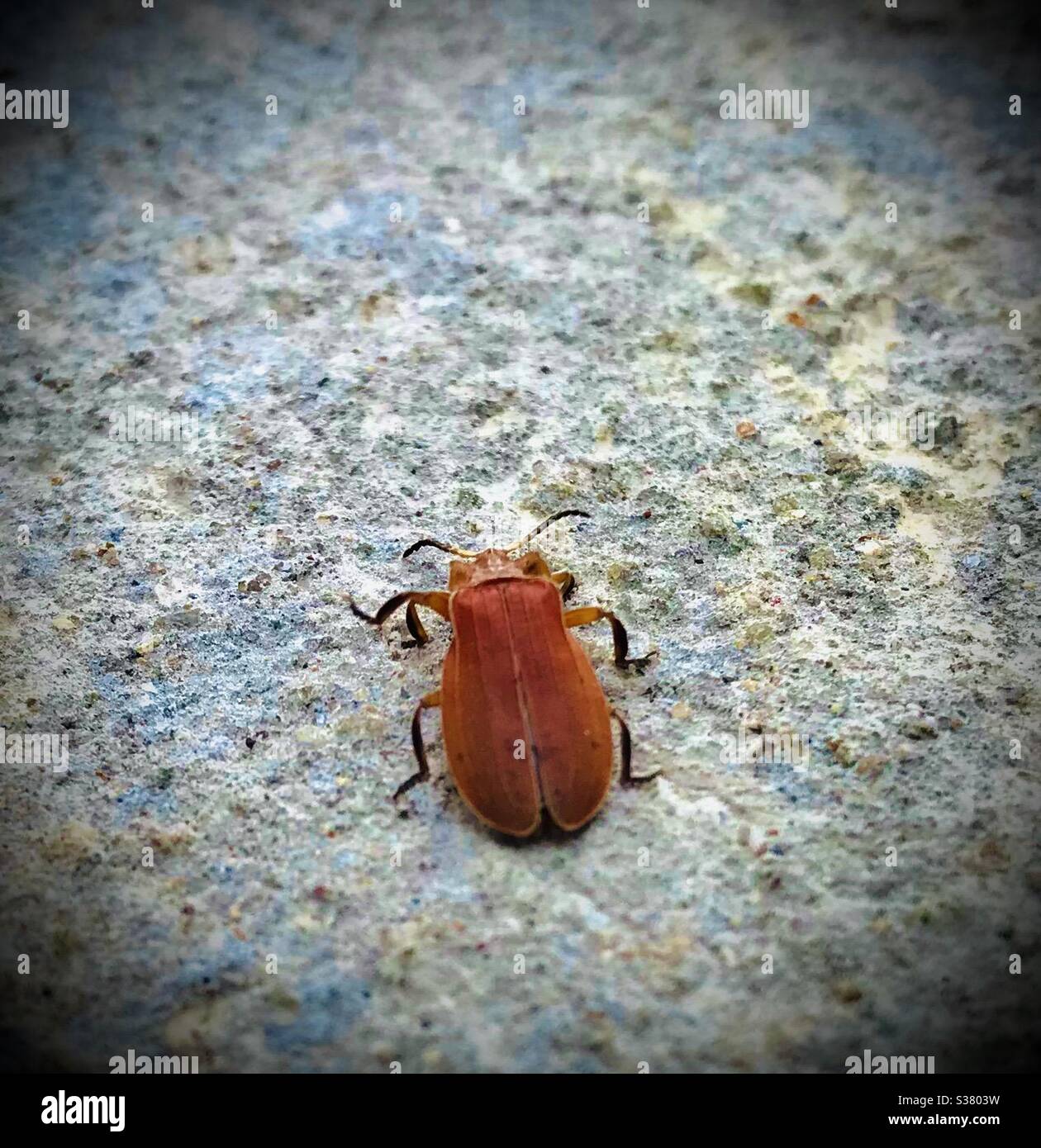 Insect photography hi-res stock photography and images - Alamy