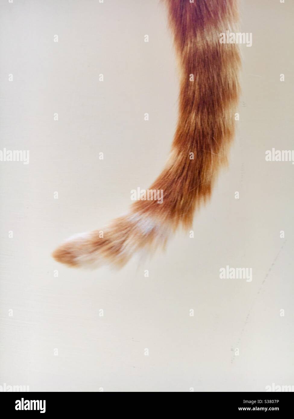 Tail swishing hi-res stock photography and images - Alamy