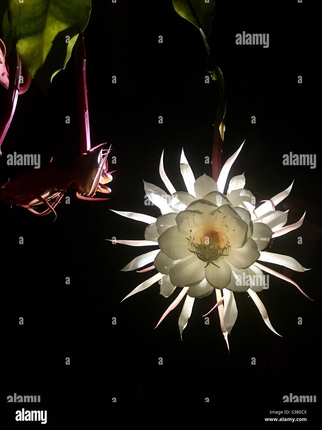 Guatemalan cactus hi-res stock photography and images - Alamy