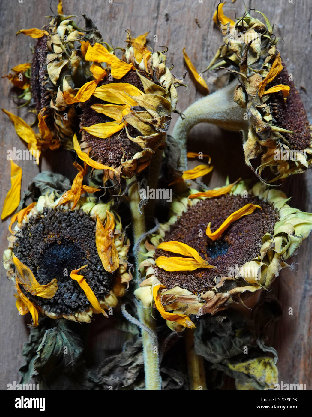 Drying sunflower hi-res stock photography and images - Alamy