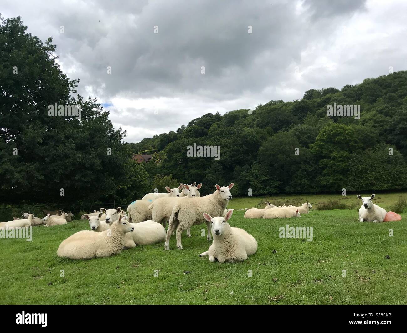 What are Ewe looking at Stock Photo - Alamy
