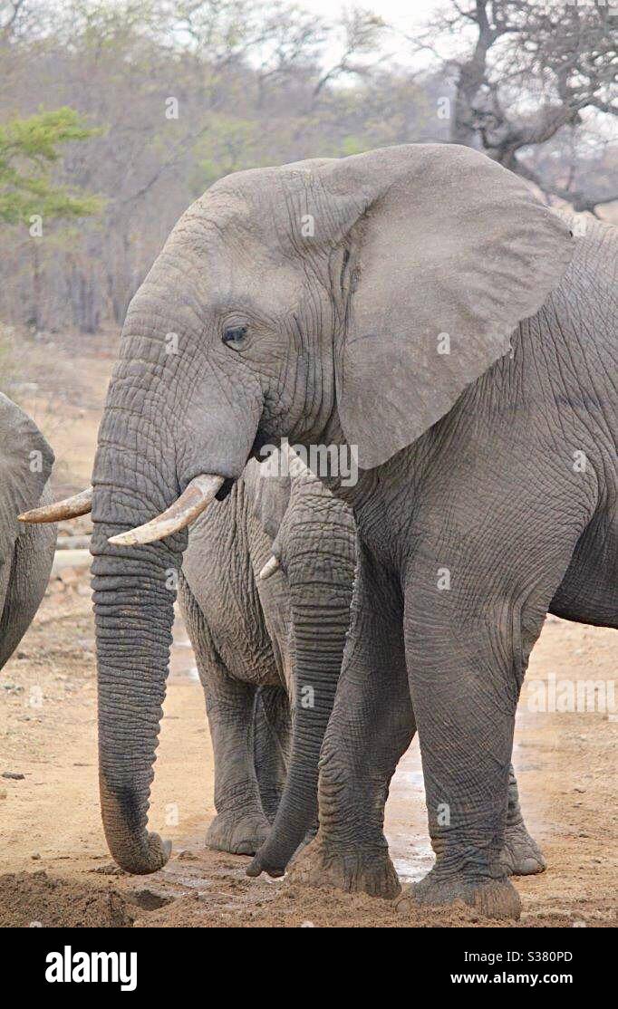 Elephants Never Forget High Resolution Stock Photography and Images - Alamy