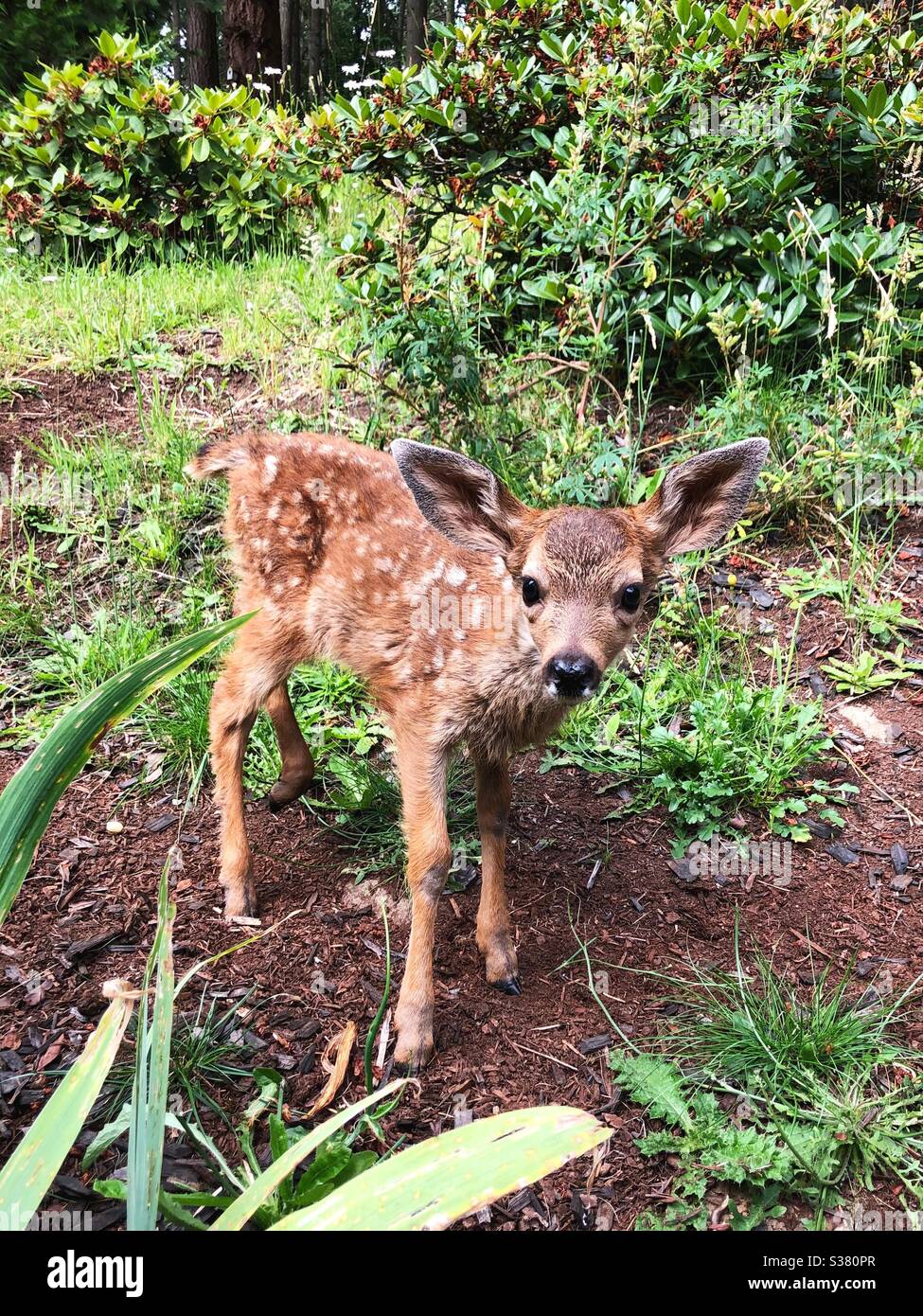 Fawn with spots hi-res stock photography and images - Alamy