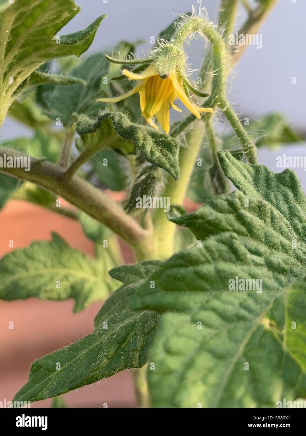 Tomato Bloom High Resolution Stock Photography and Images - Alamy