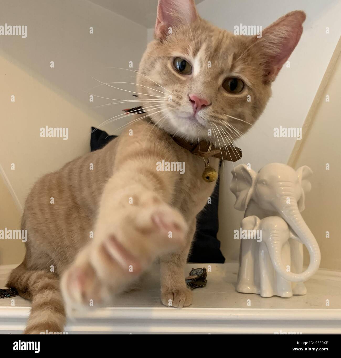 Playfully pawing hi-res stock photography and images - Alamy