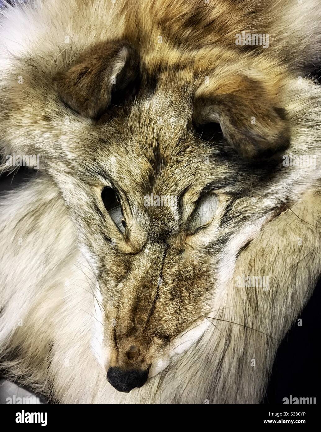 Dead Coyote fur pelt with empty eyes Stock Photo - Alamy