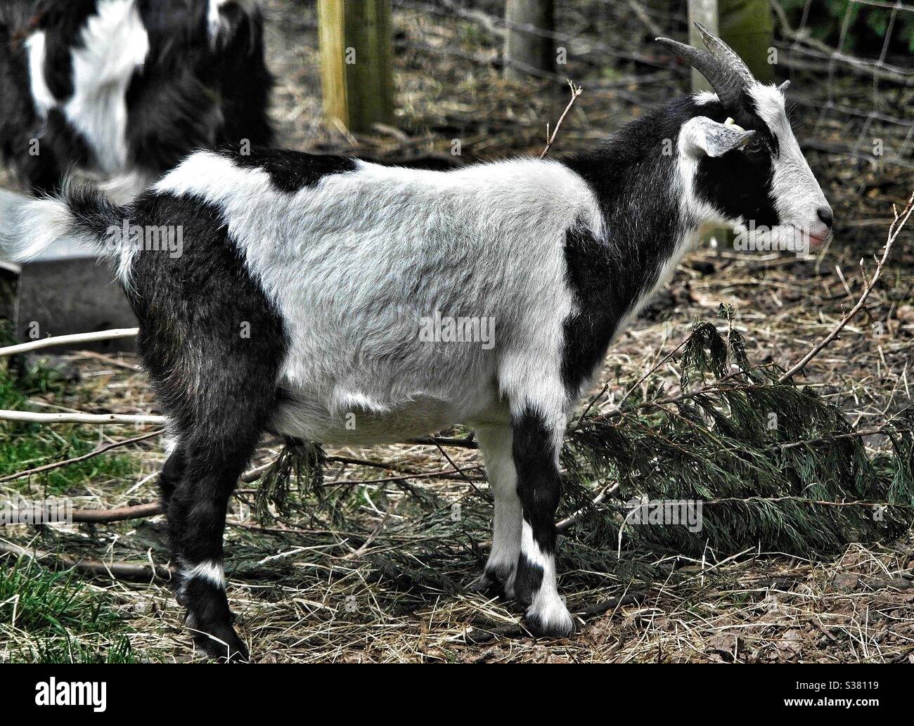 Goat farm photography hi-res stock photography and images - Alamy