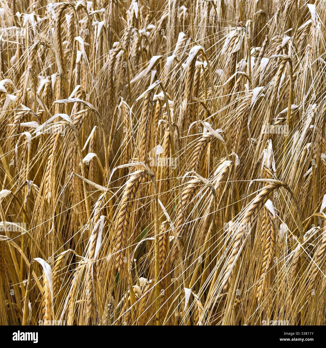 Barley detail hi-res stock photography and images - Alamy