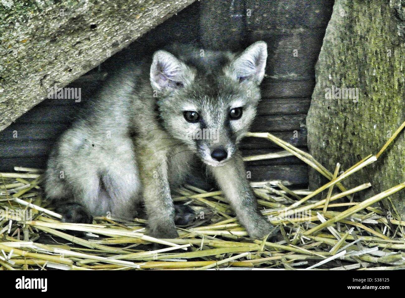 White fox hi-res stock photography and images - Alamy