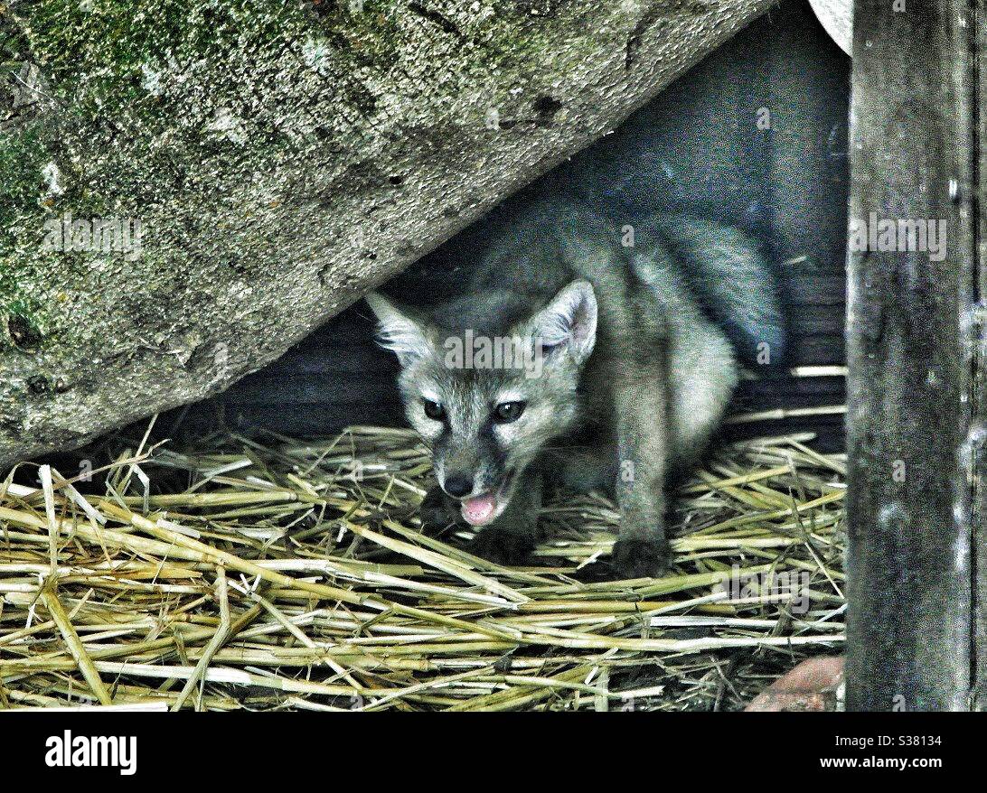 White fox hi-res stock photography and images - Alamy